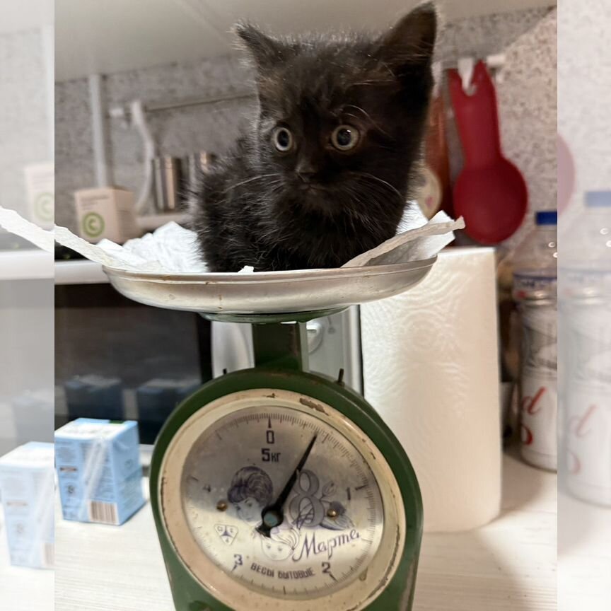 Котёнок в добрые руки
