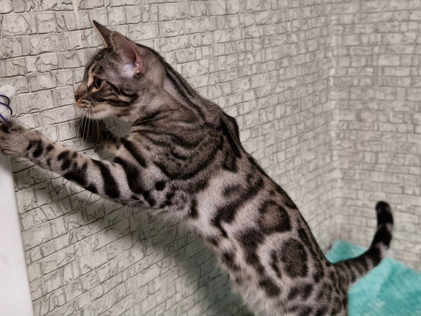 Бенгальская девочка серебро