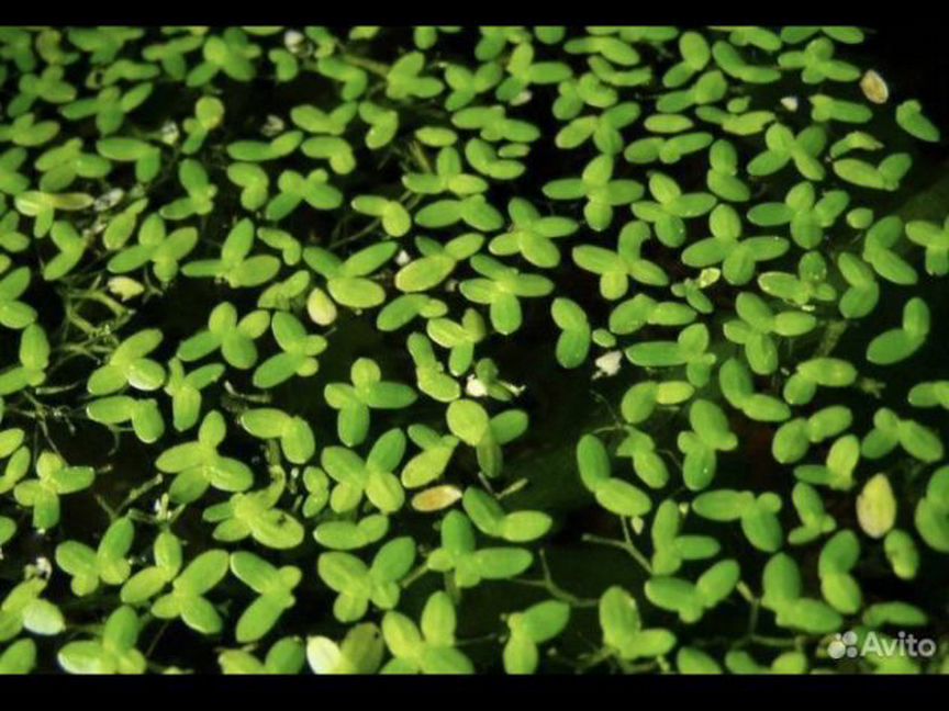 Водоросли для аквариума