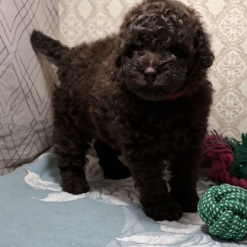 Пудель, щенок