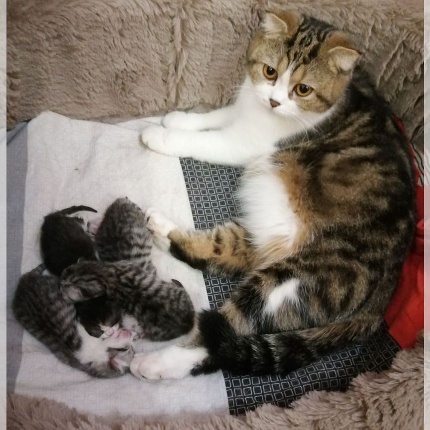 Шотландский вислоухий короткошёрстный котёнок
