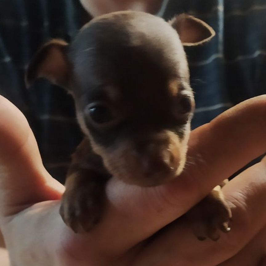 Русский той-терьер, щенок