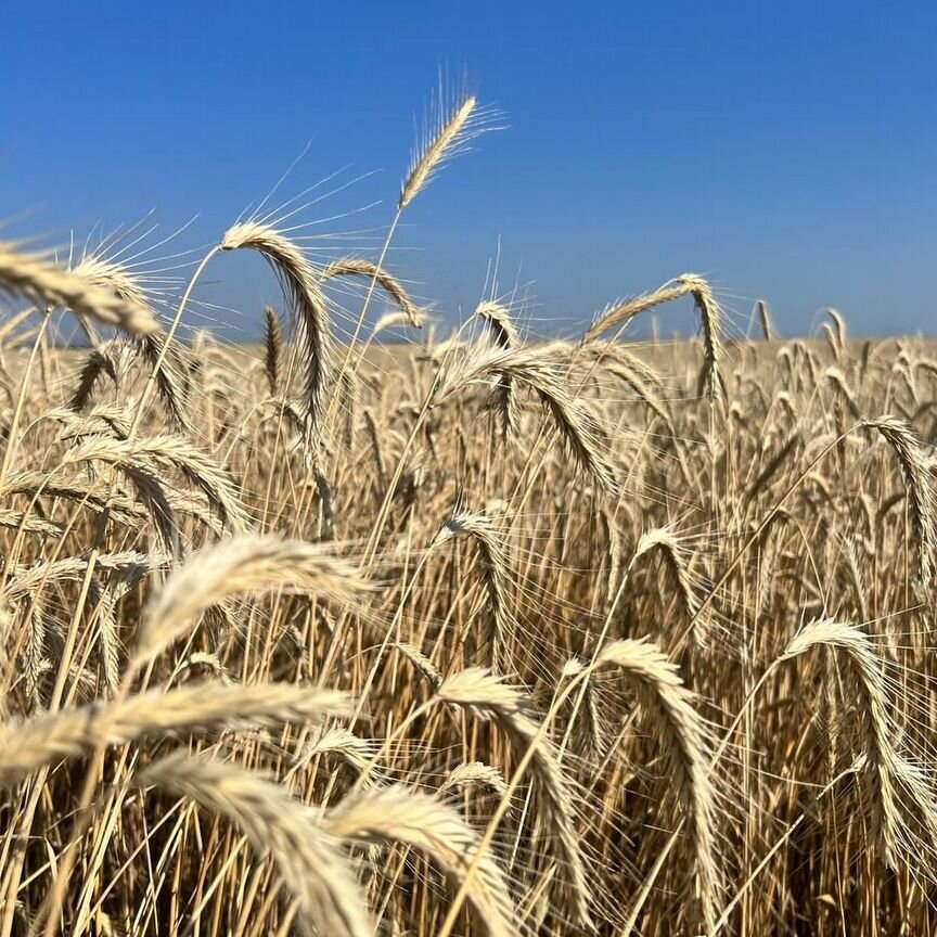 На производство пшеницу мягких сортов