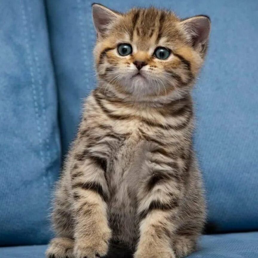 Британский короткошёрстный котёнок