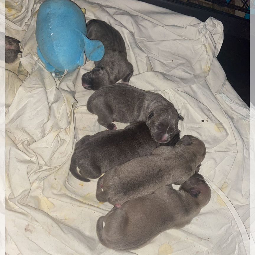 Американский стаффордширский терьер, щенок