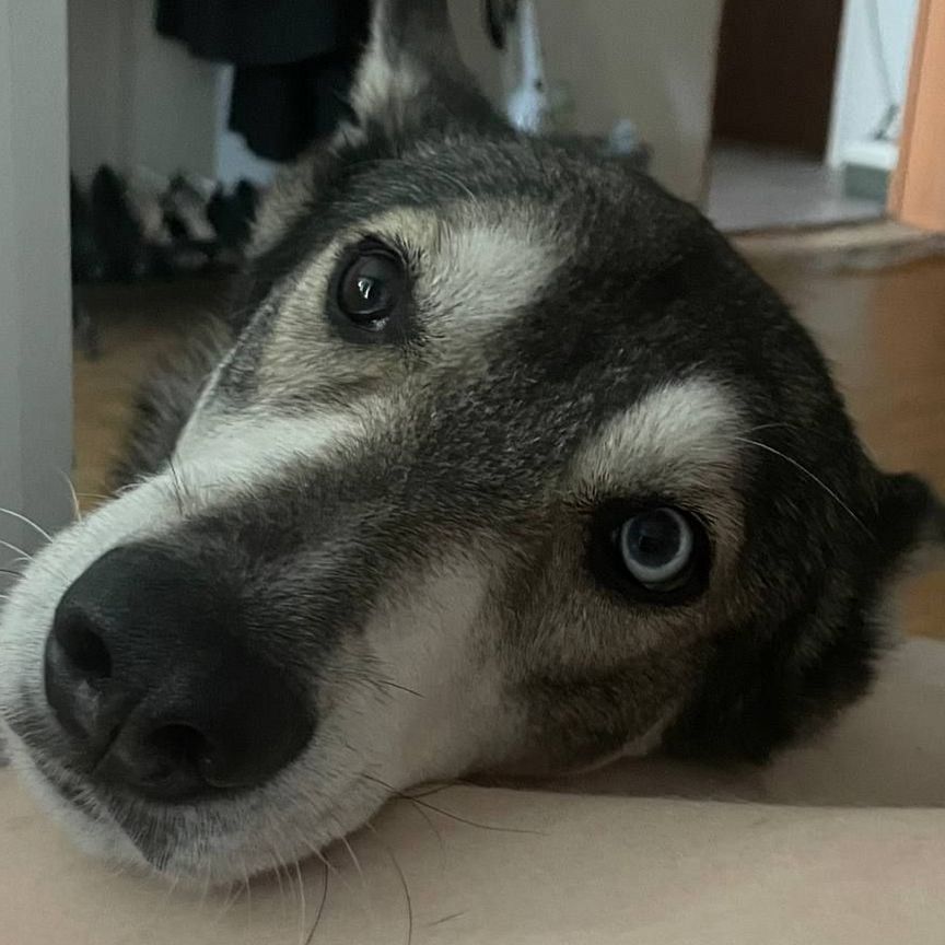 Сибирский хаски, взрослый пёс