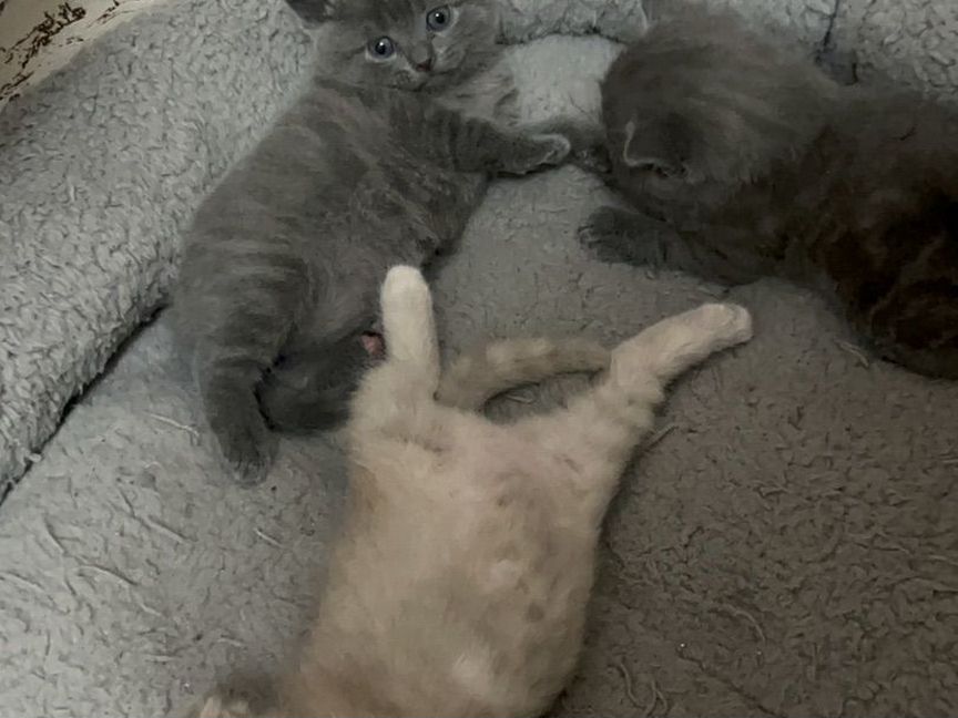 Котята