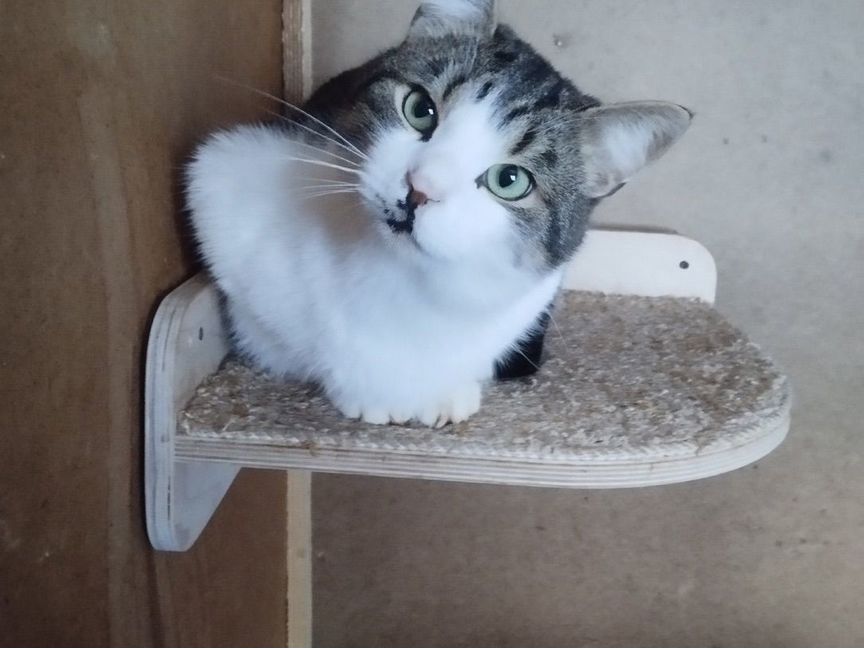 Котик в добрые руки
