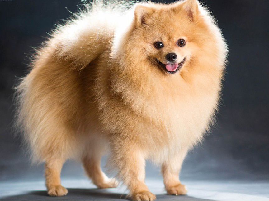 Шпиц девочка