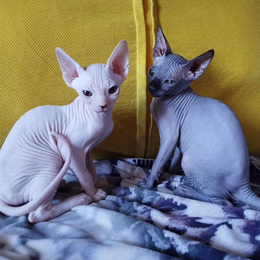 Канадский сфинкс котенок