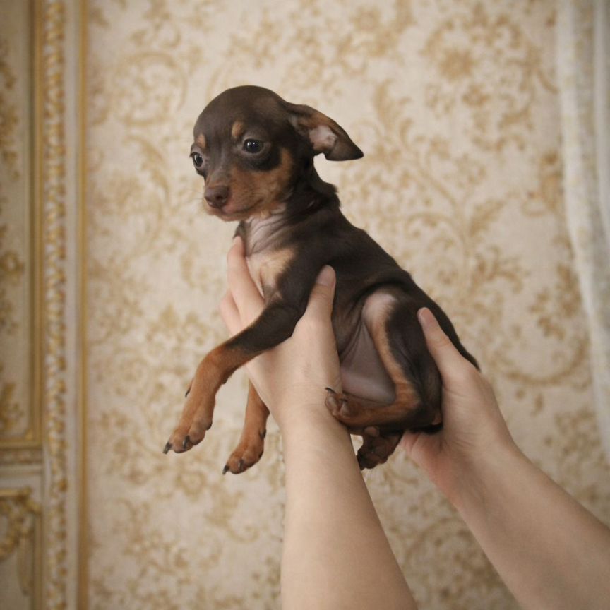 Русский той-терьер, щенок