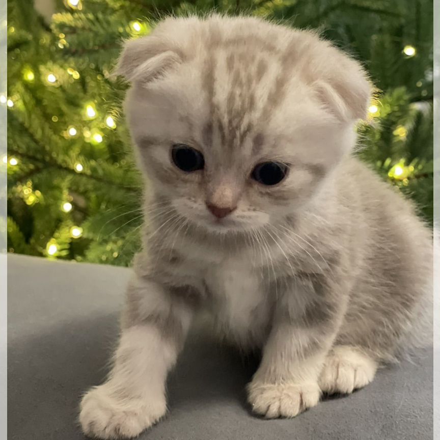 Шотландский вислоухий короткошёрстный котёнок