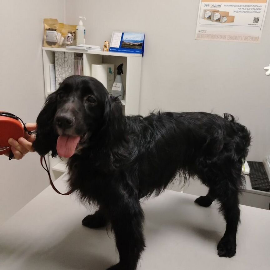 Русский охотничий спаниель, взрослая собака