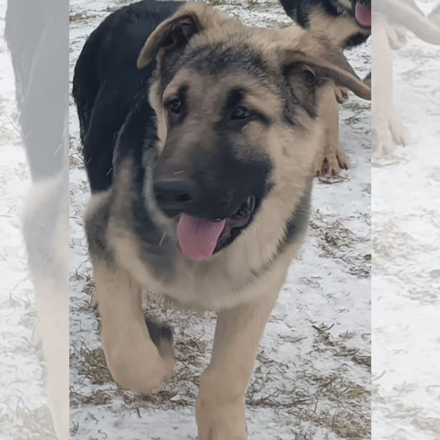 Восточноевропейская овчарка, щенок