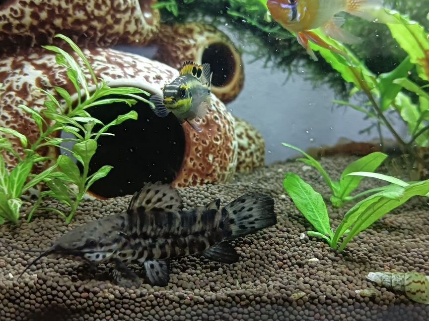 Обмен Попугайчики,сомик,петушки