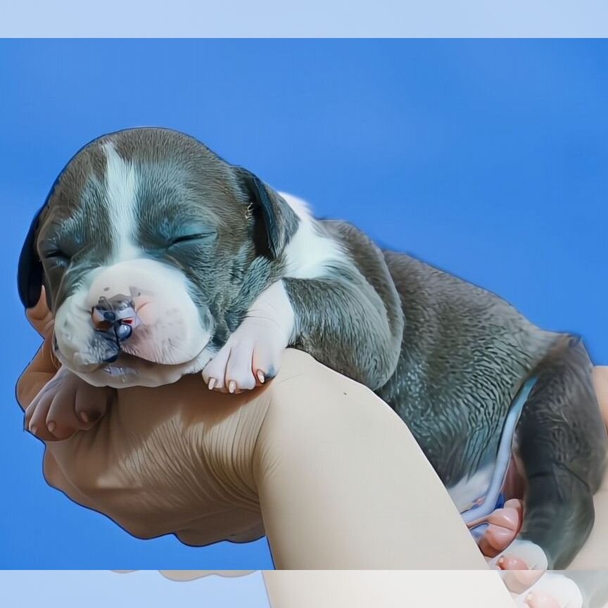 Американский стаффордширский терьер, щенок