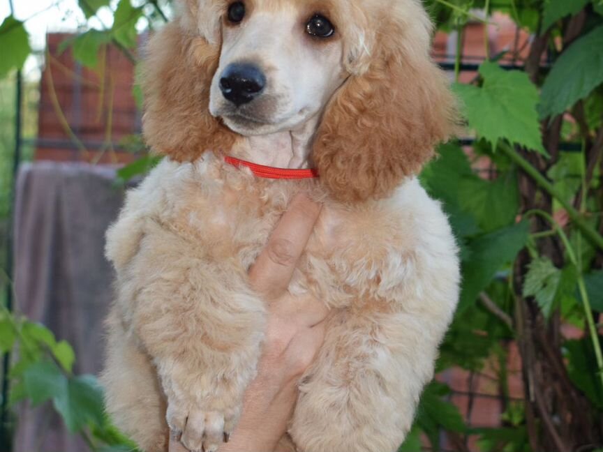 Щенки малого пуделя