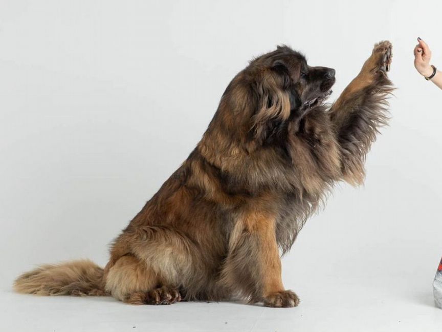 Леонбергер