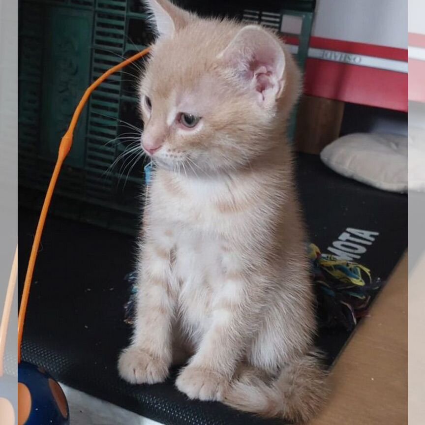 Котёнок в добрые руки