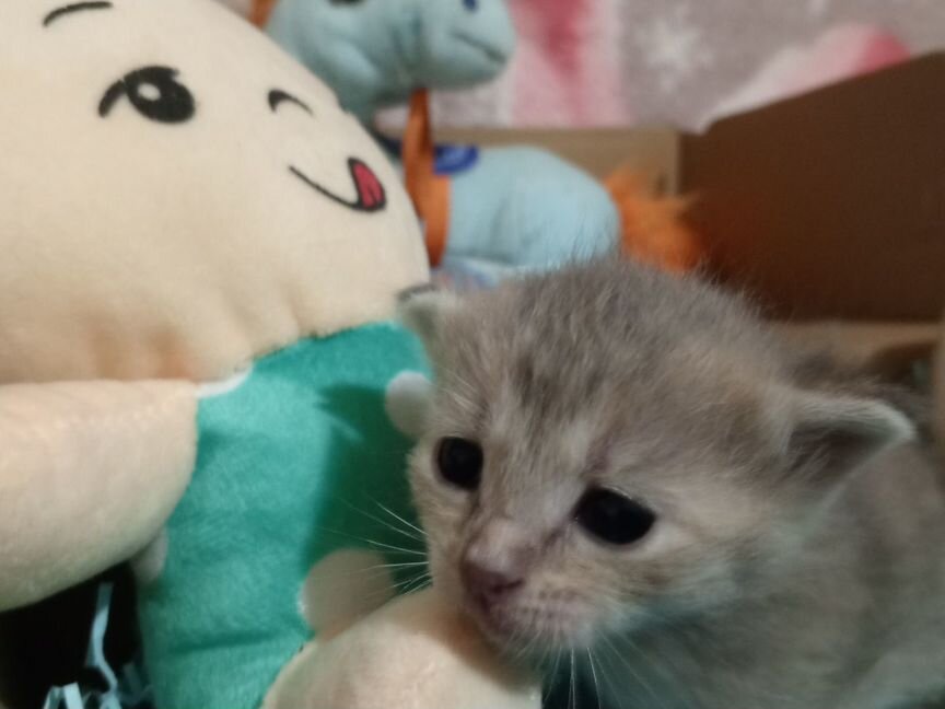 Котёнок