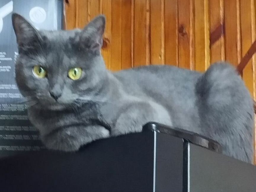 Метис британца