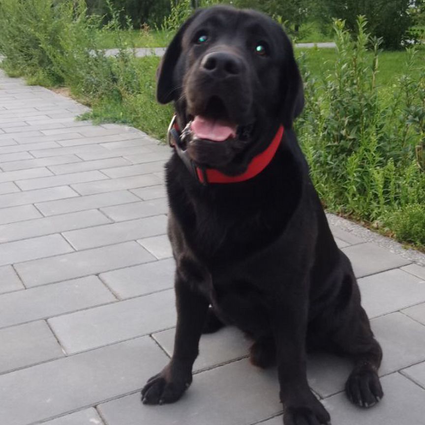 Кобель лабрадора вязка Развязан