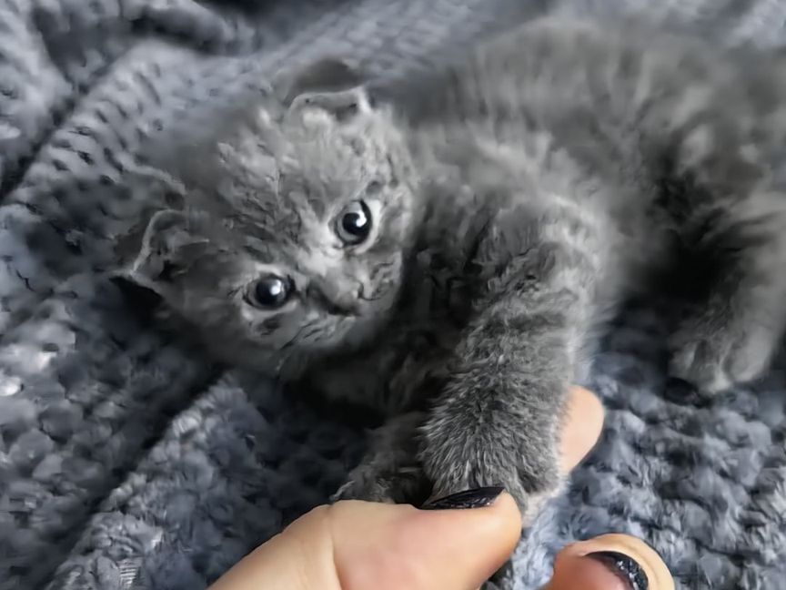 Британская вислоухая кошка