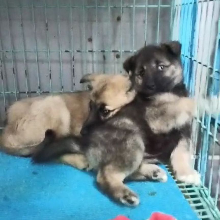 Щеночки с подъездов и предприятий