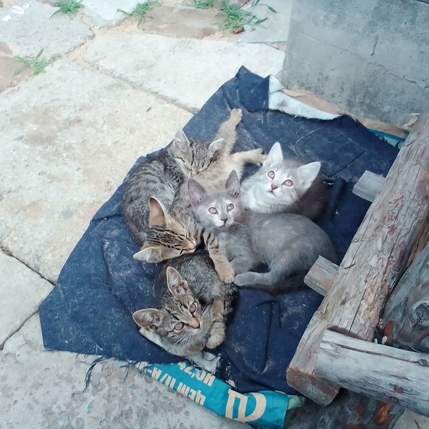 Котята ищут дом