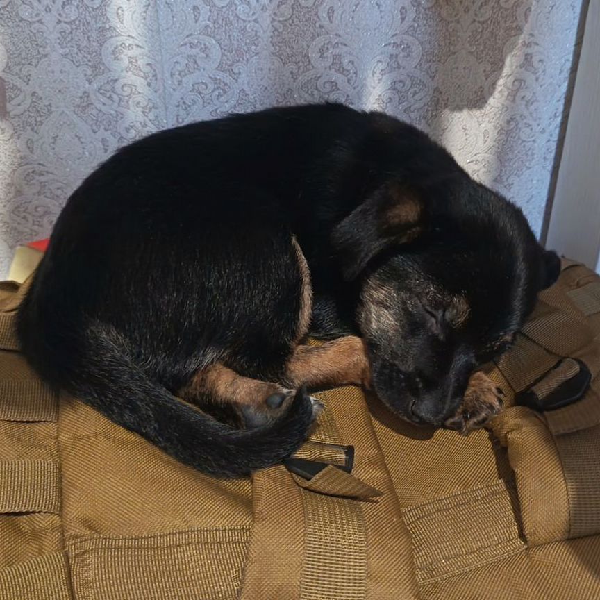 Русский той-терьер, щенок