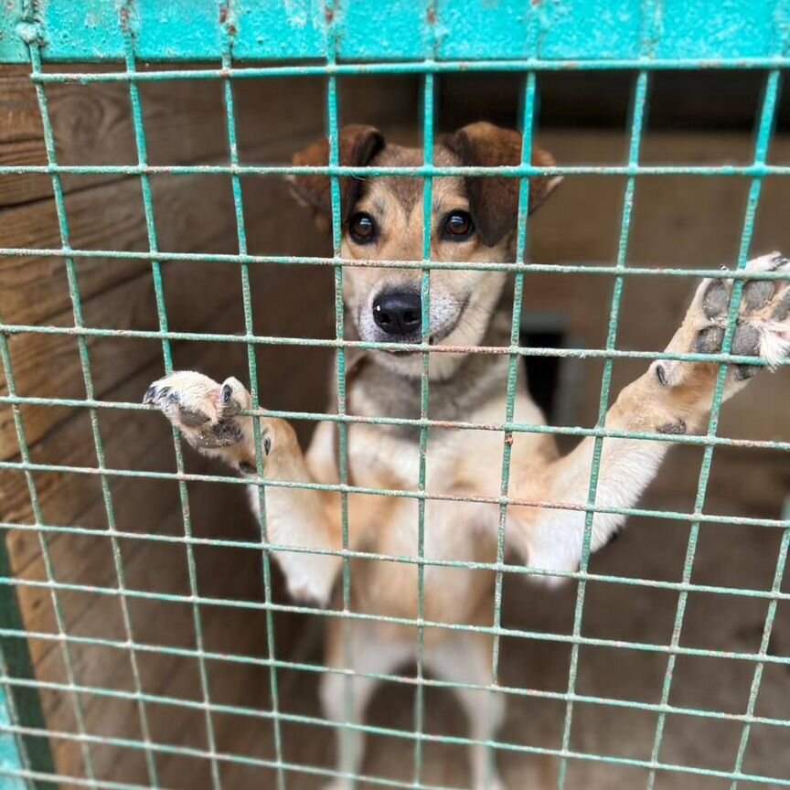 Собака Найда хочет домой