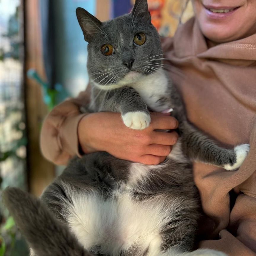 Кота замуровали в подвале