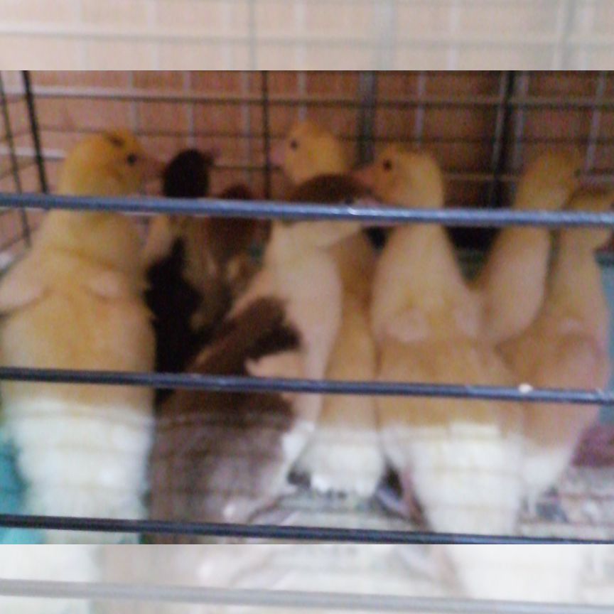 Индоутята 2 месяца