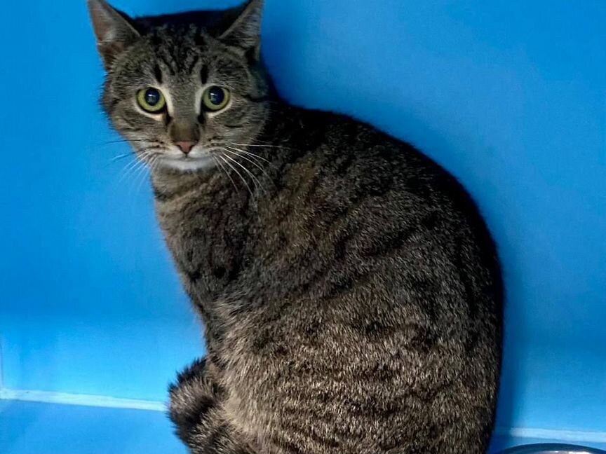 Котёнок в беде