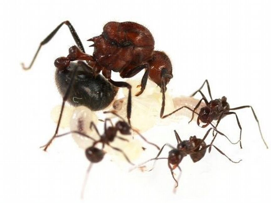 Myrmicaria brunnea 1+100