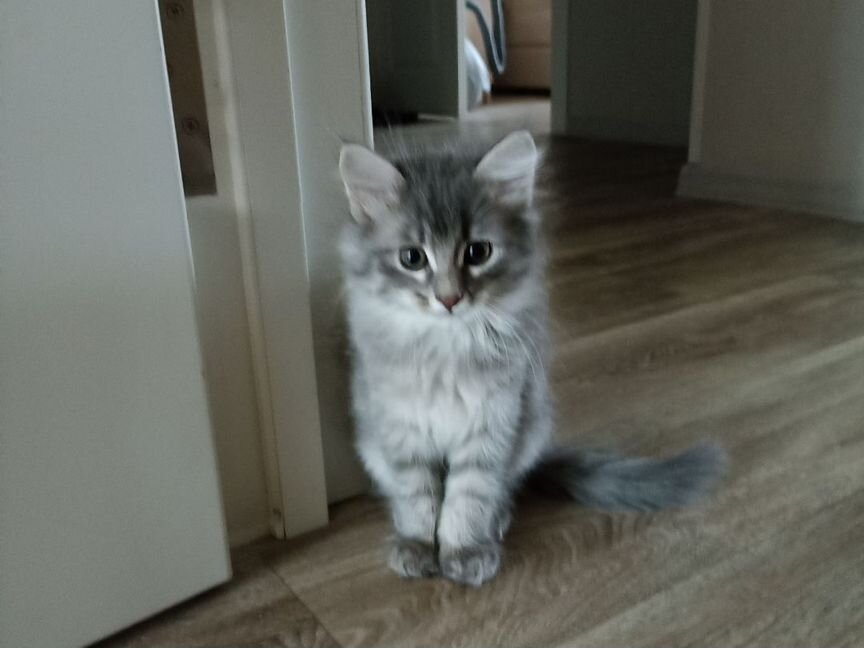 Сибирский кот бесплатно