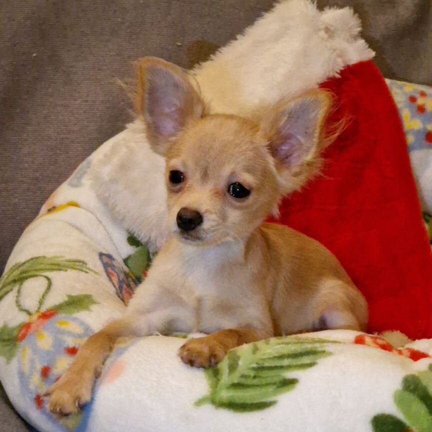 Русский той-терьер, щенок