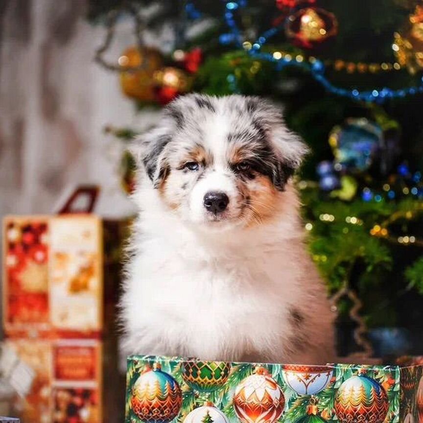 Австралийская овчарка, щенок