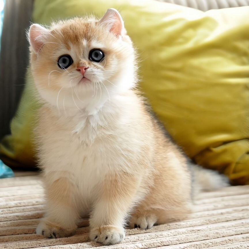 Британский короткошёрстный котёнок