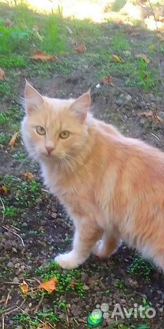 С июня прибился во двор персиковый котик-Кузя