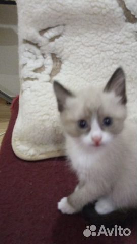 Отдам бесплатно котят