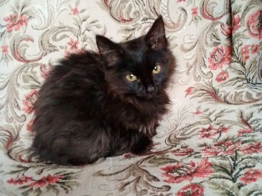 Котенок в добрые руки