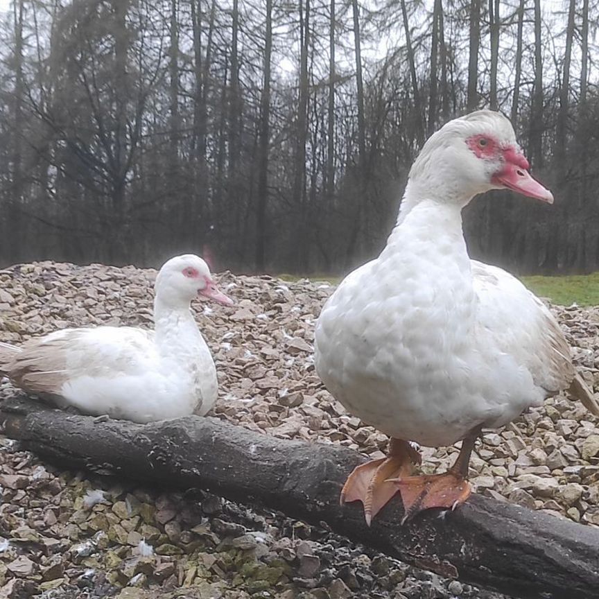 Мускусные утки тяжелые линии