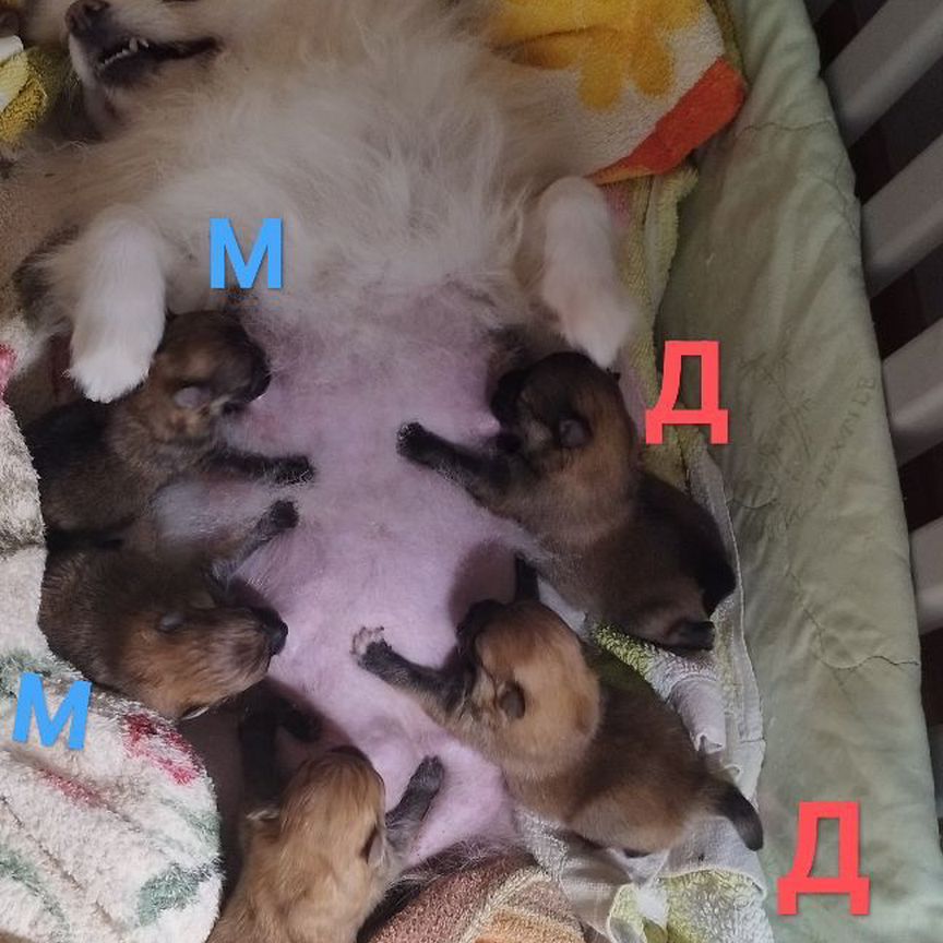 Щенки немецкого шпица раннее бронирование