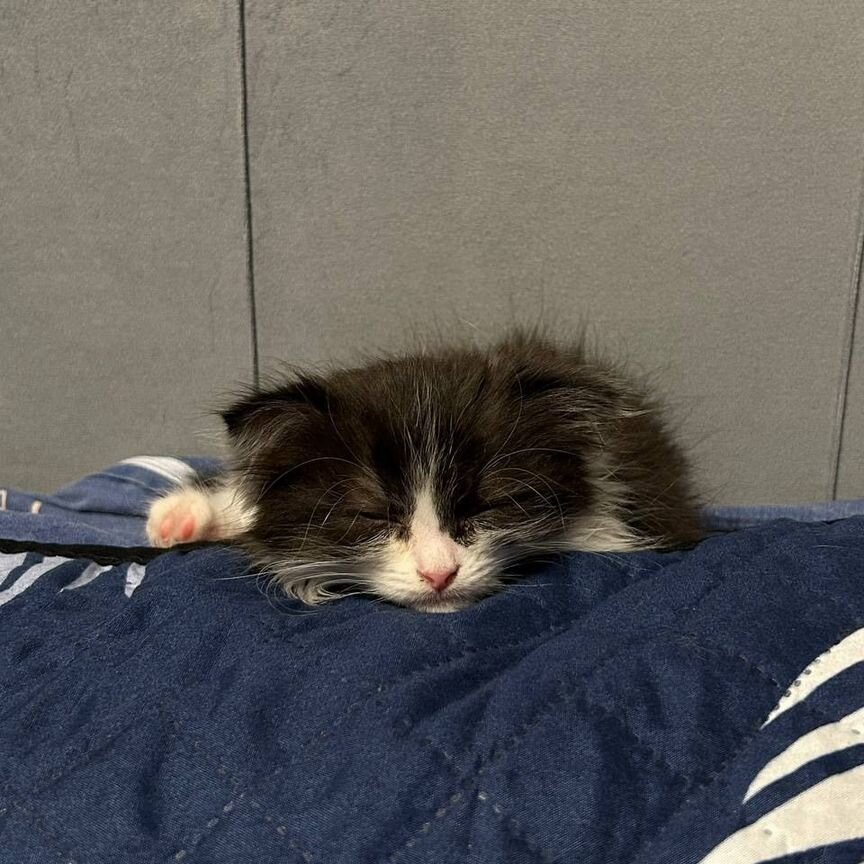 Котята хайленд фолд