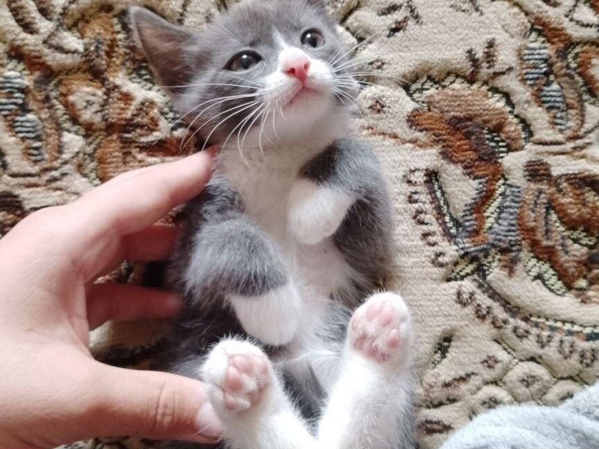 Одам в добрые руки котенка