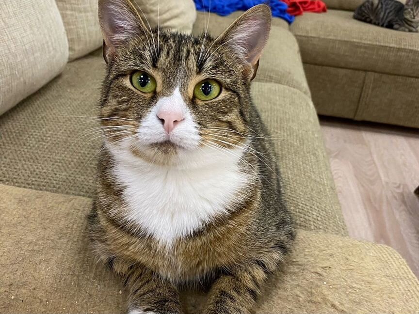 Молодая кошечка Альбина в самые добрые руки