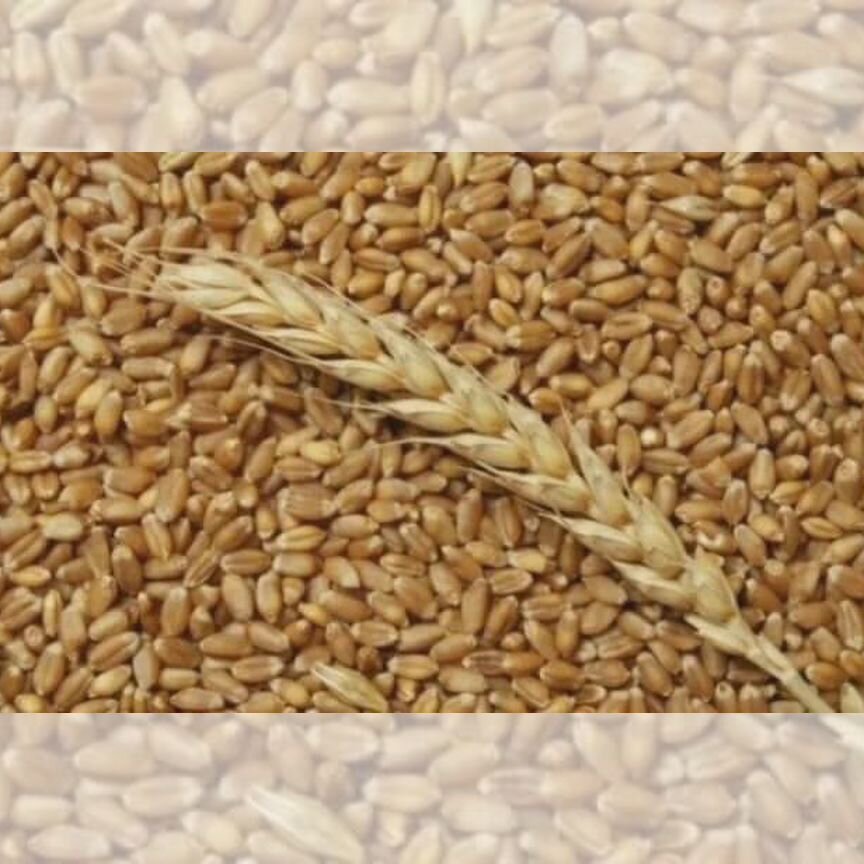 Зерно пшеница