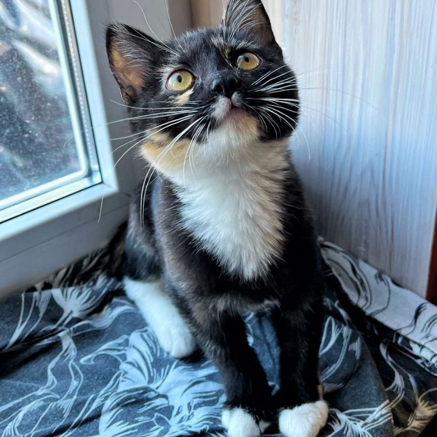 Котёнок девочка