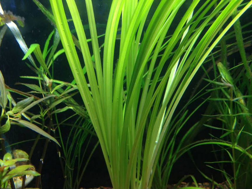 Валлиснерия 2 вида